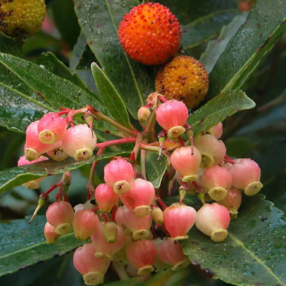 ARBUTUS unedo f. rubra - Arbousier - Arbre à fraises - pépinières ...