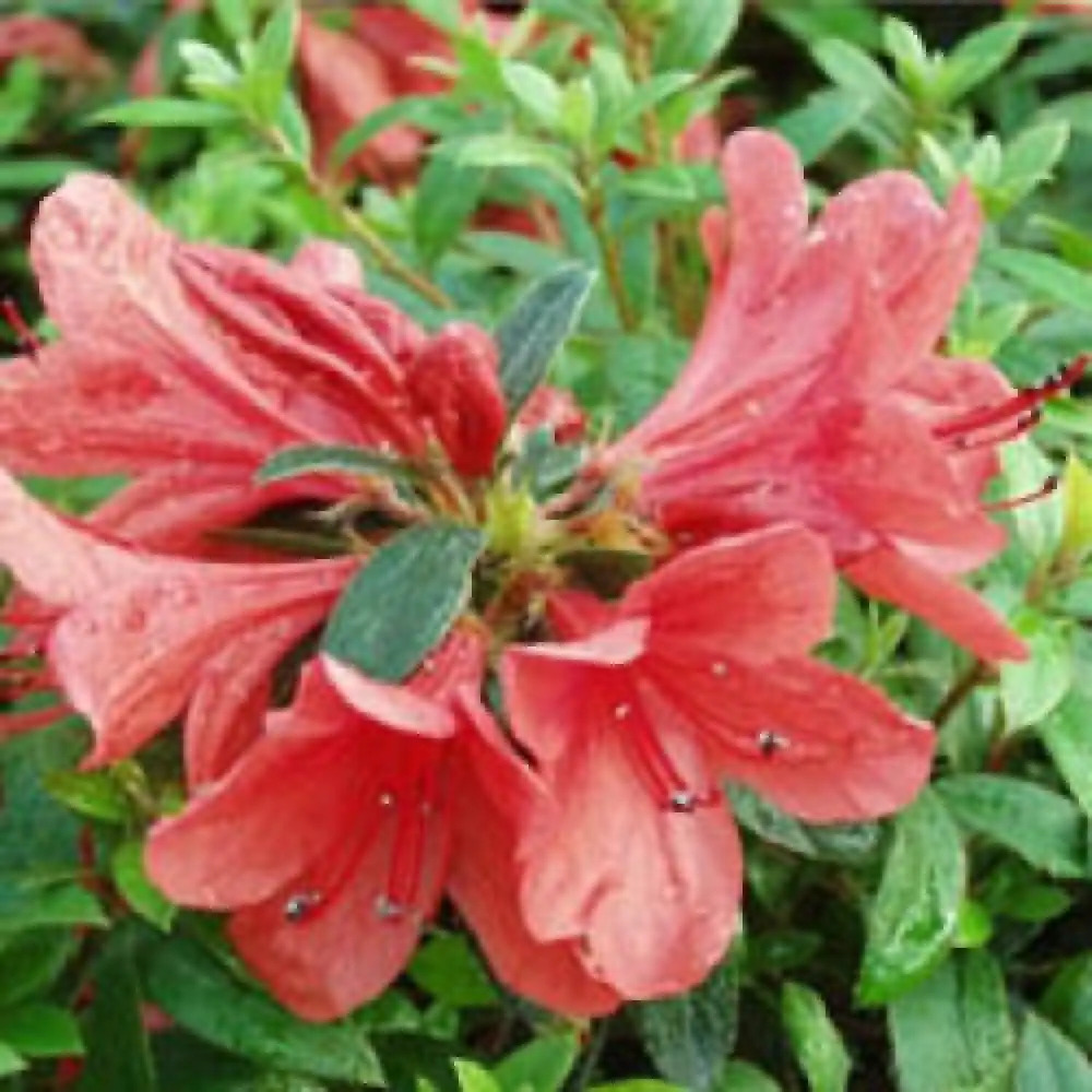 AZALEA nakaharae 'Alexander' - Azalée japonaise rampante - Rhododendron ...