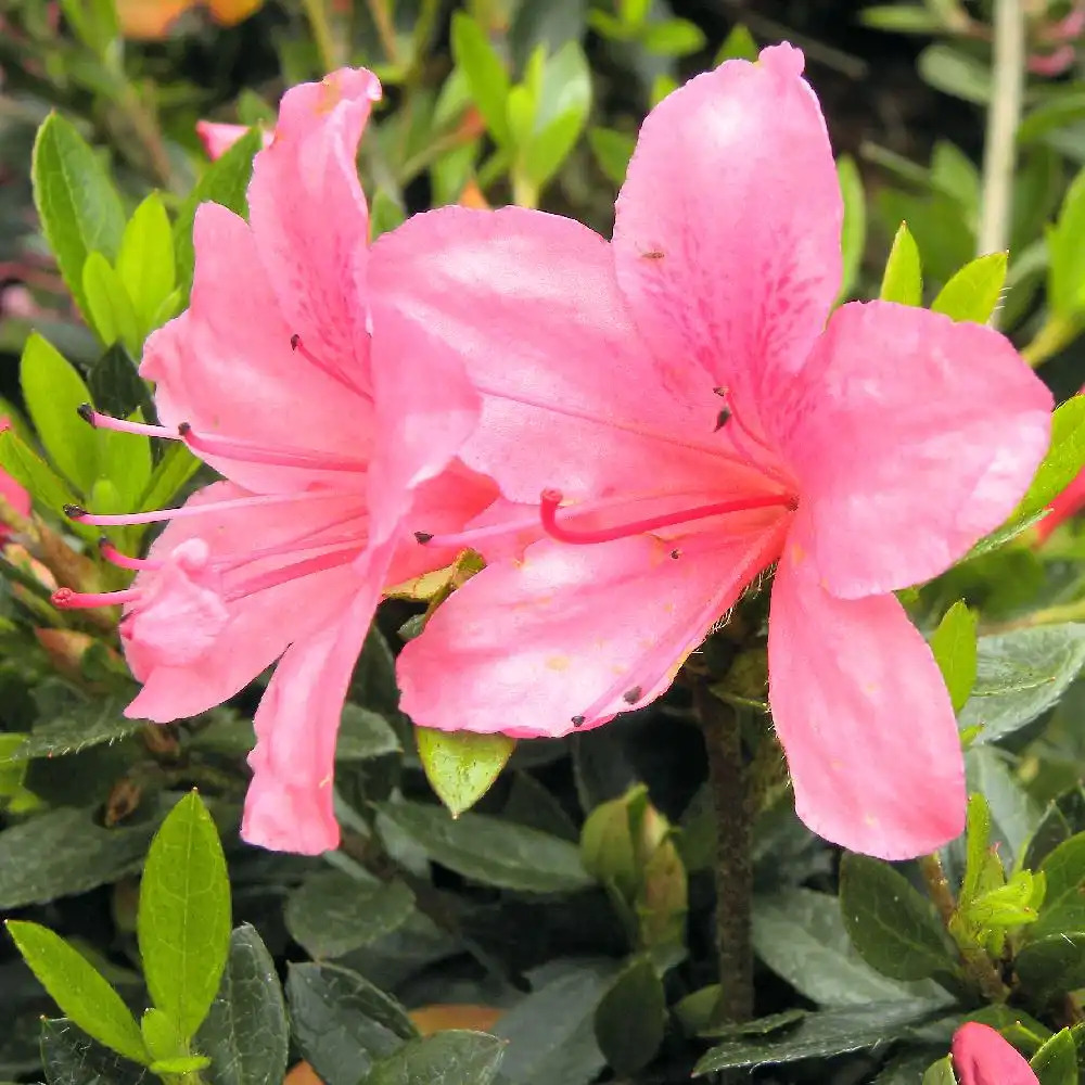 AZALEA nakaharae 'Pink Cascade' - pépinières Lepage Bretagne Bord de mer
