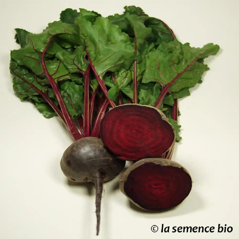 SEDUM album - Orpin - pépinières Lepage Bretagne Bord de mer