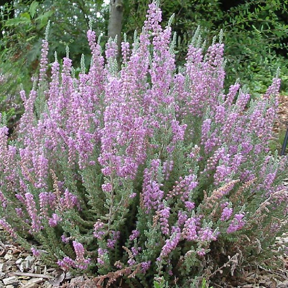 CALLUNA vulgaris 'Silver Knight' - Bruyère commune - Callune ...
