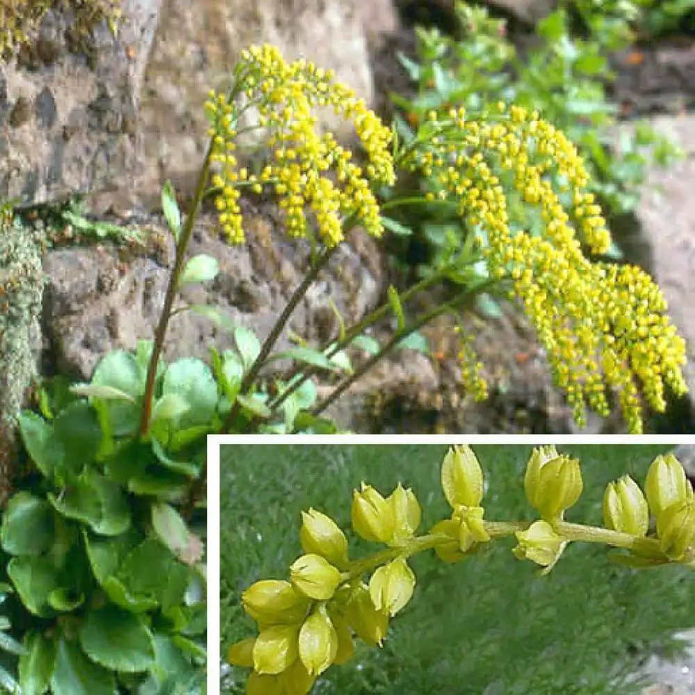 PACHYSTEGIA insignis - Marguerite de Nouvelle-Zélande - pépinières ...