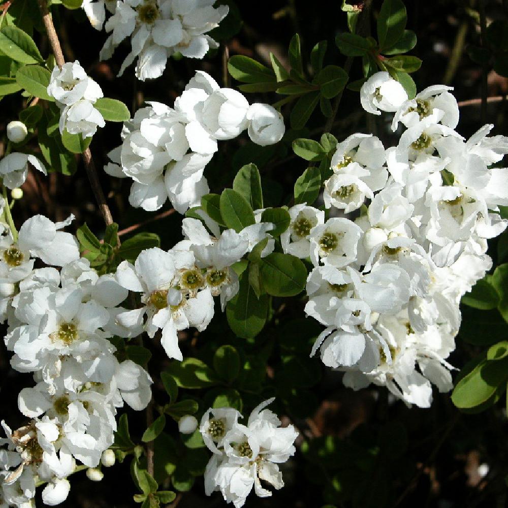 EXOCHORDA x macrantha 'The Bride' - Voile de mariée - EXOCHORDA x ...