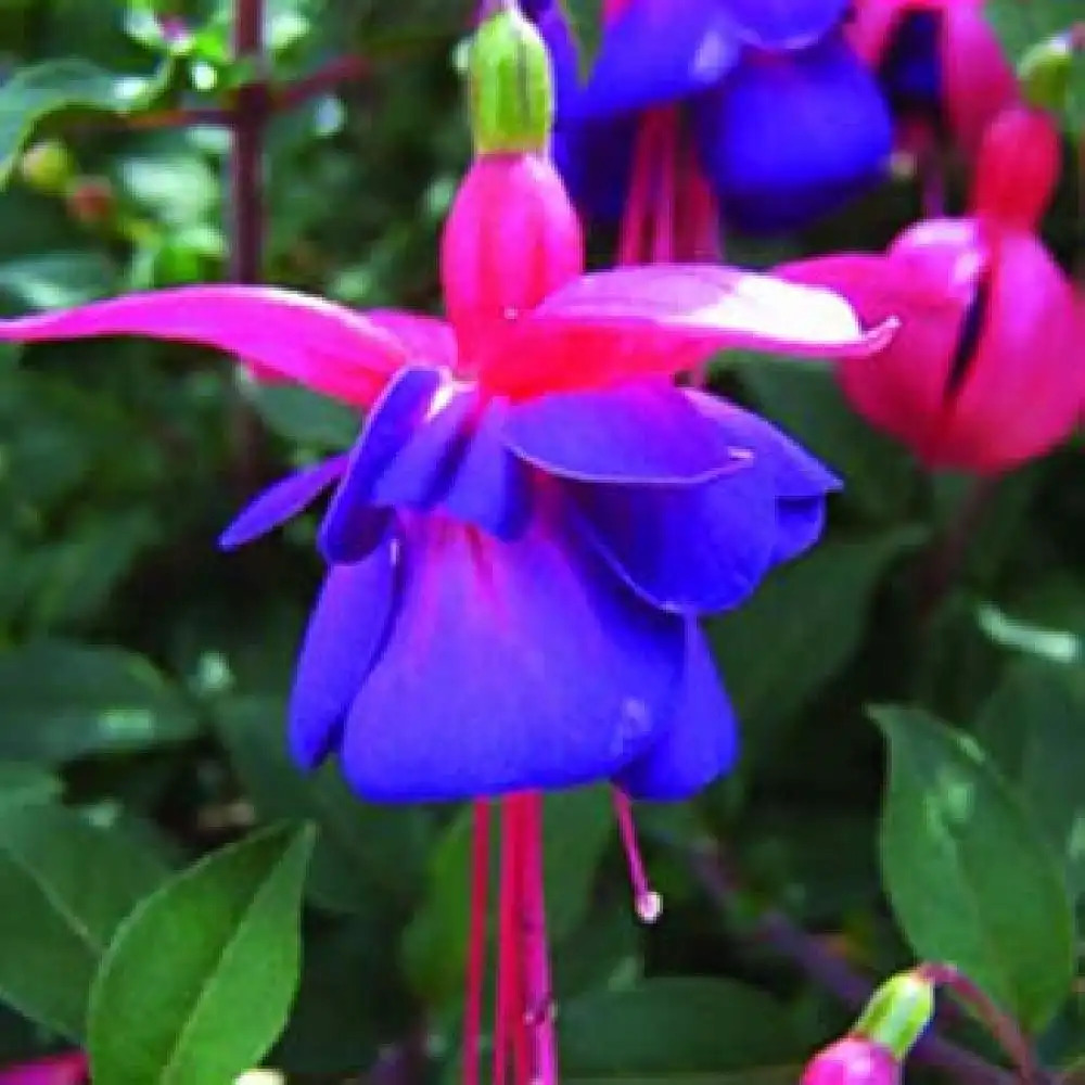 FUCHSIA 'Champion' - pépinières Lepage Bretagne Bord de mer