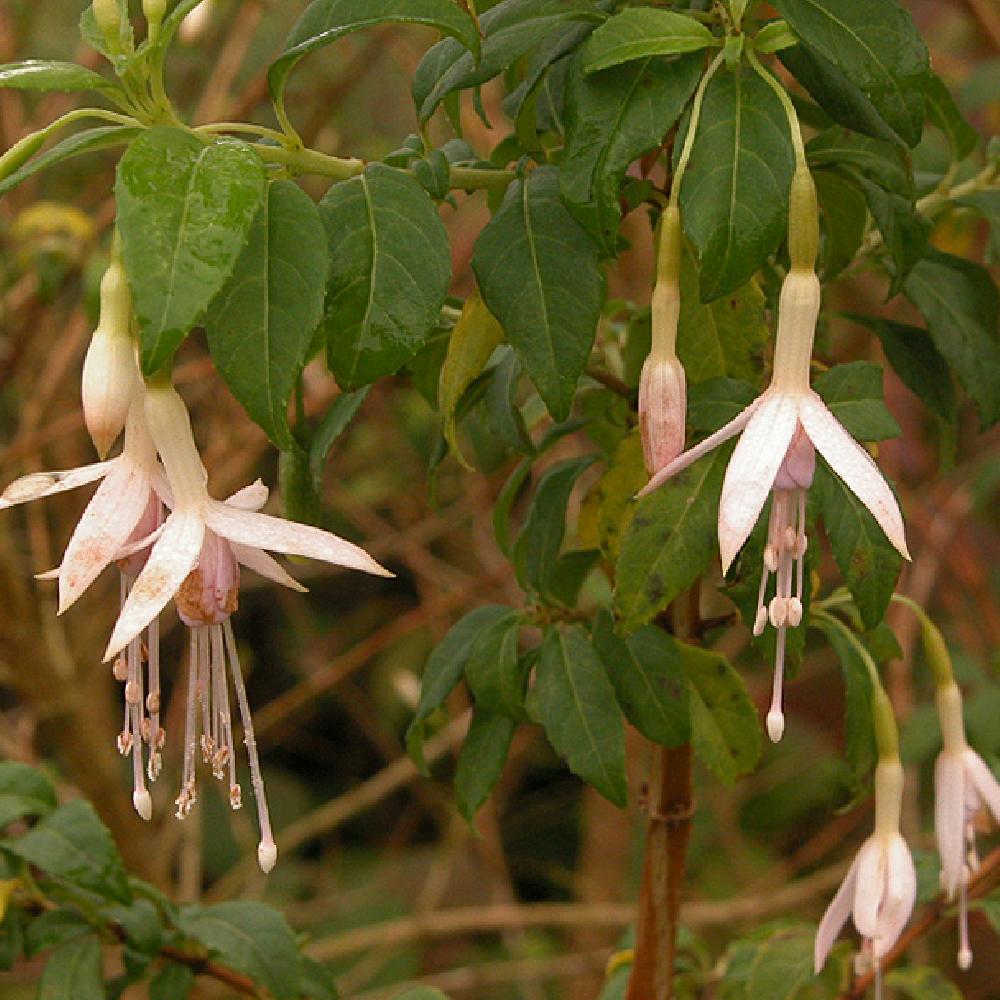 FUCHSIA magellanica var. molinae - Fuchsia de Magellan - pépinières ...