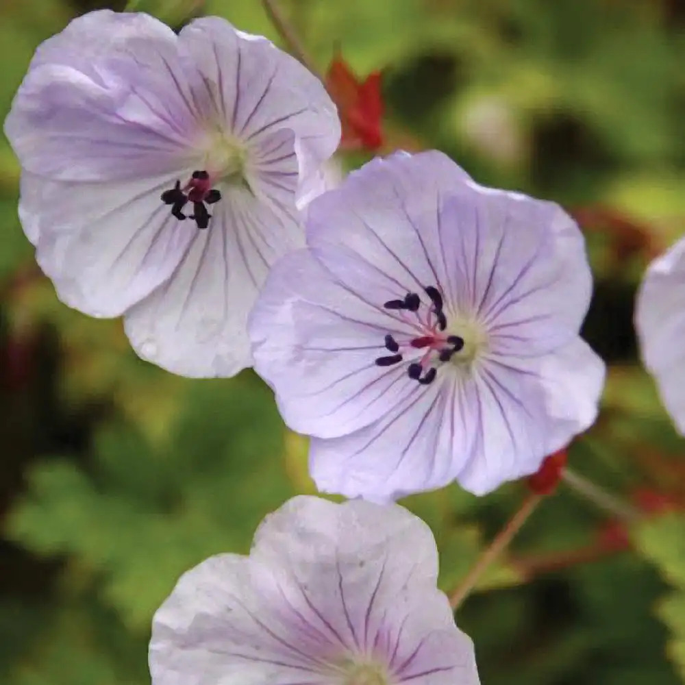 GERANIUM 'Anne Thomson' - GERANIUM vivace - GERANIUM Anne Thomson ...