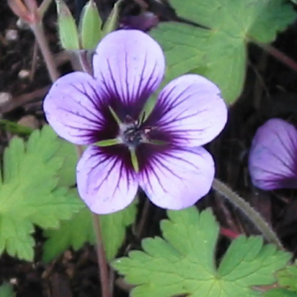 GERANIUM 'Salomé' - GERANIUM vivace - GERANIUM Salomé - pépinières ...