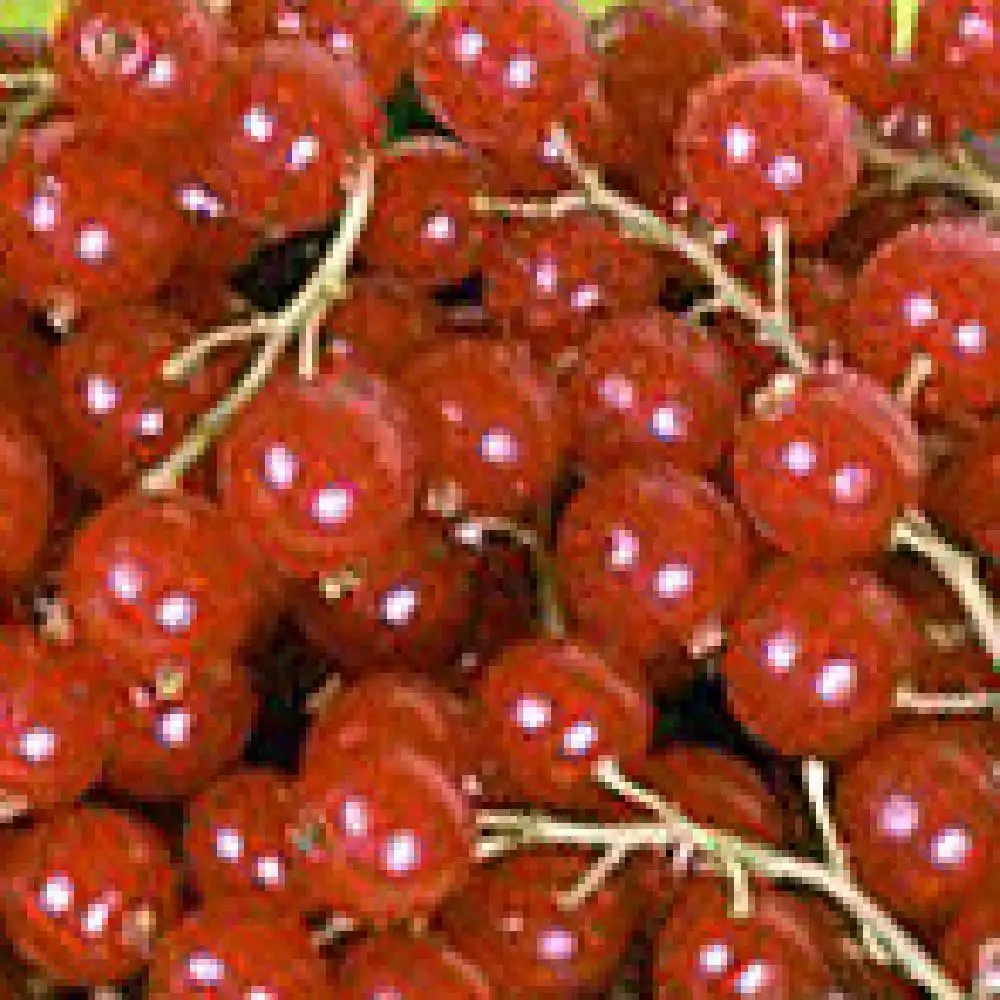 Groseillier 'London Market' - Groseillier à grappes rouges - RIBES ...