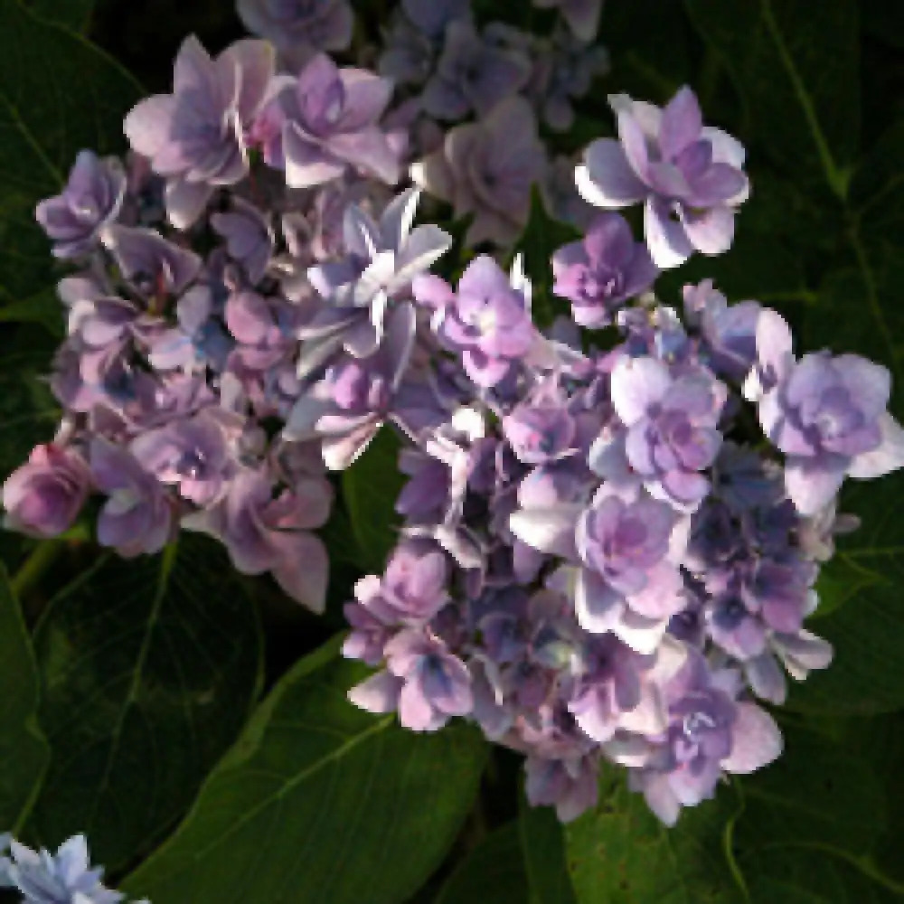 HYDRANGEA macrophylla 'Together' (='You and Me') - Hortensia - HYDRANGEA macrophylla 'You and Me ...