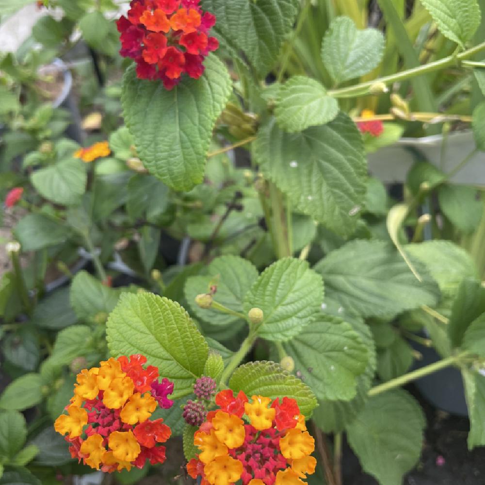 LANTANA rouge - LANTANA rouge - pépinières Lepage Bretagne Bord de mer