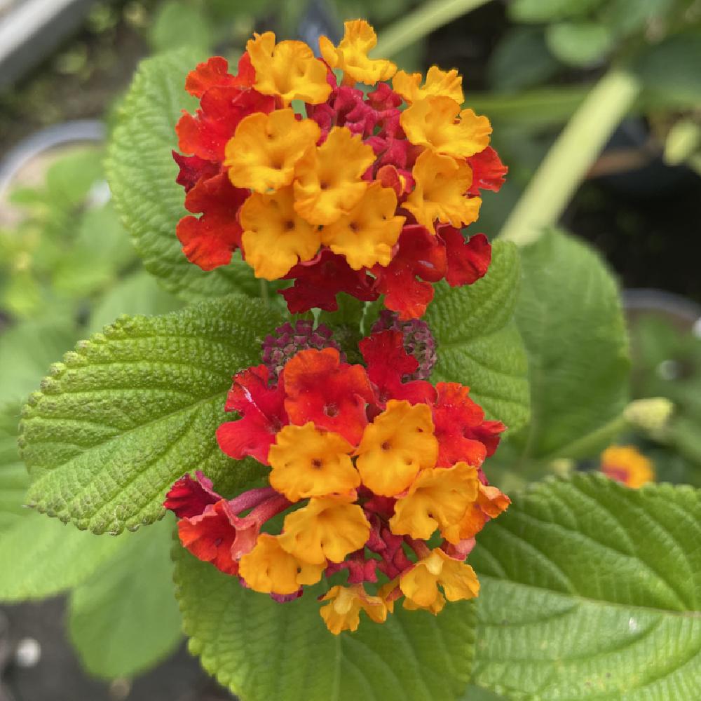 LANTANA rouge - LANTANA rouge - pépinières Lepage Bretagne Bord de mer