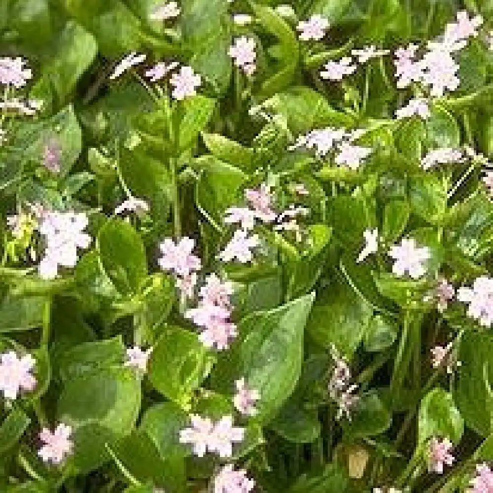 HYDRANGEA paniculata 'Vanille Fraise' - Hortensia - pépinières Lepage ...