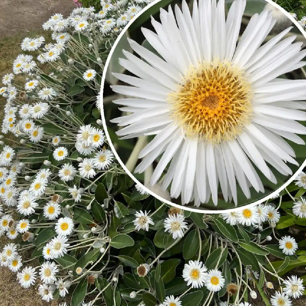PACHYSTEGIA insignis - Marguerite de Nouvelle-Zélande - pépinières ...