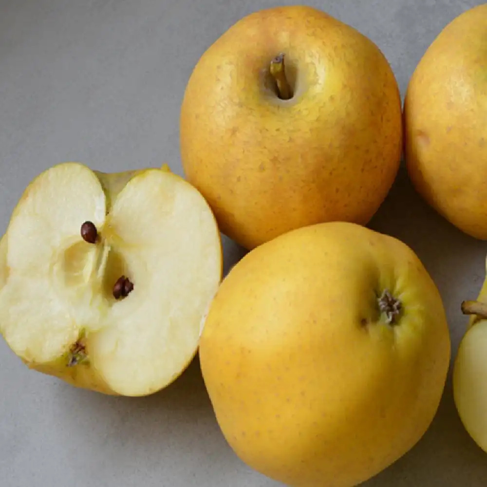 Pommier 'Goldrush'® - Pommier de table - MALUS domestica - pépinières ...