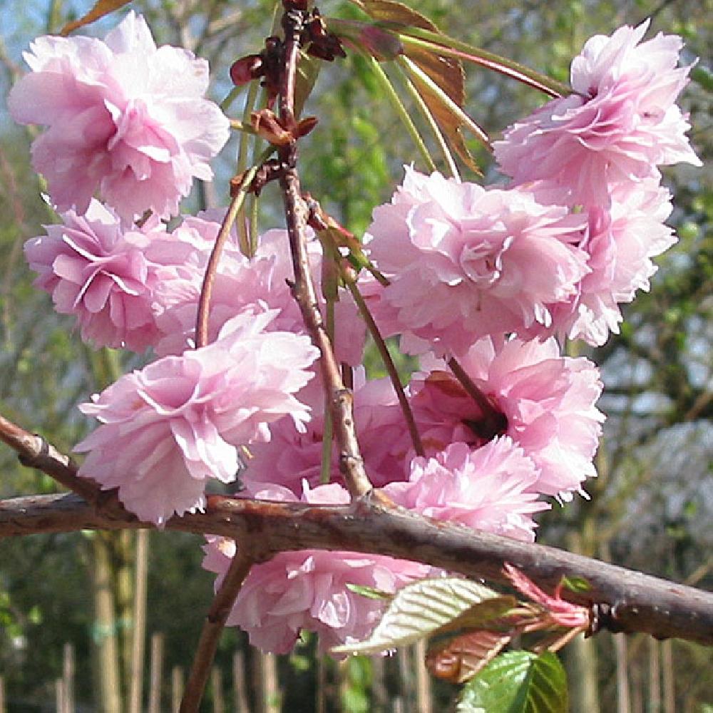 PRUNUS (serrulata) 'Kiku-shidare-zakura' - Cerisier japonais - pépinières Lepage Bretagne Bord ...