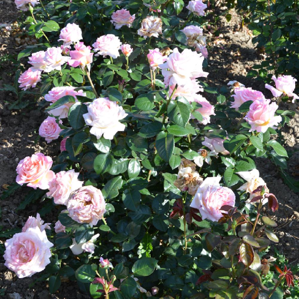 ROSA 'Elle Meibderos' - Rosier - pépinières Lepage Bretagne Bord de mer