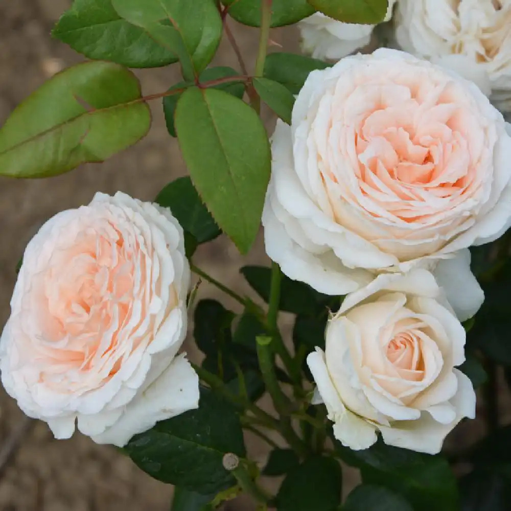ROSA 'Creme Chantilly' ® - Rosier paysage - pépinières Lepage Bretagne ...