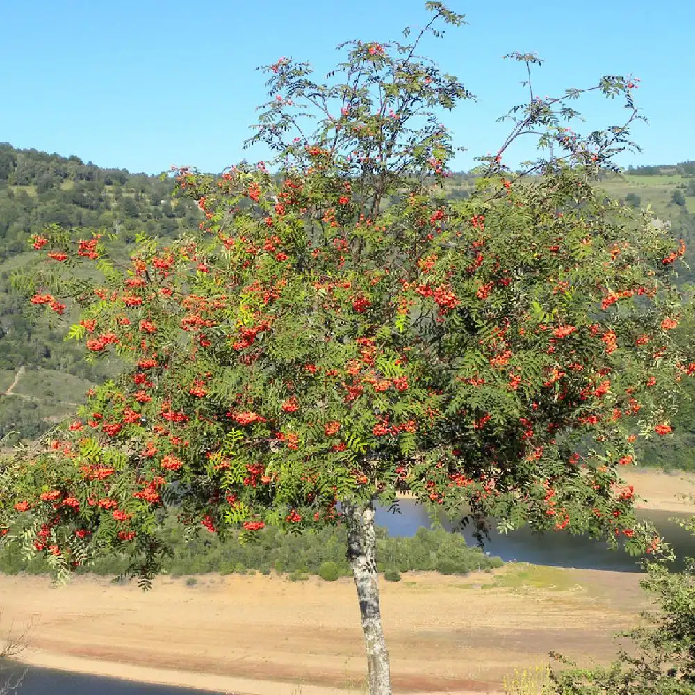 SORBUS Aucuparia Sorbier Des Oiseaux Sorbier Des Oiseleurs SORBUS Aucuparia Sorbier Des Oiseaux Sorbier Des Oiseleurs