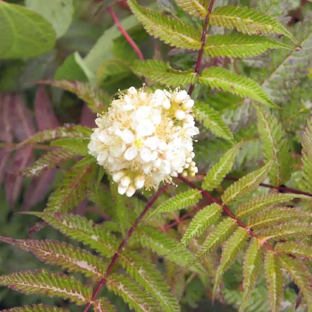 MESPILUS germanica - Néflier commun - pépinières Lepage Bretagne Bord ...