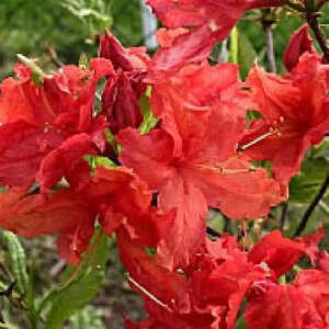 AZALEA mollis 'Hotspur Red'